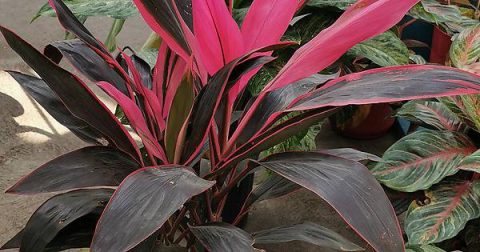 Red Ti Plant Care Tips (Hawaiian Ti Plant) - Troys Tropics