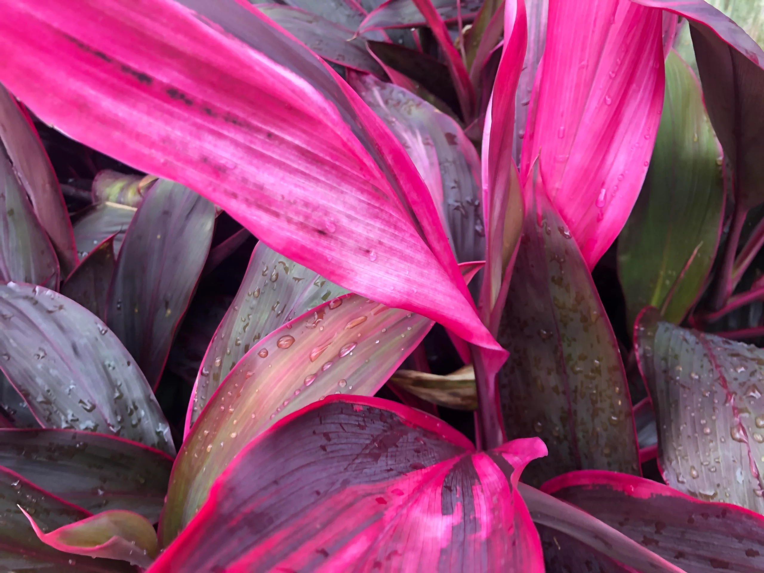 Red Ti Plant Care Tips (Hawaiian Ti Plant) - Troys Tropics