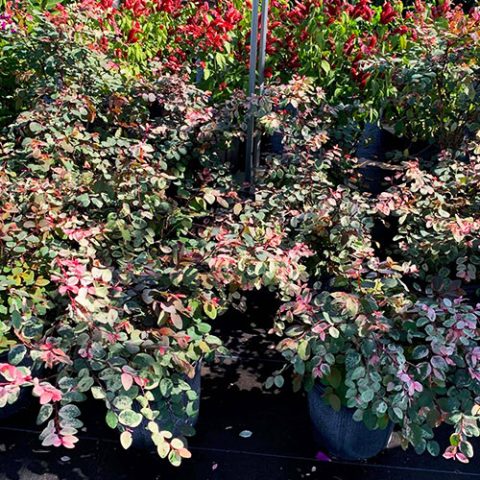 Plant Nursery Sarasota FL - Troy’s Tropics INC