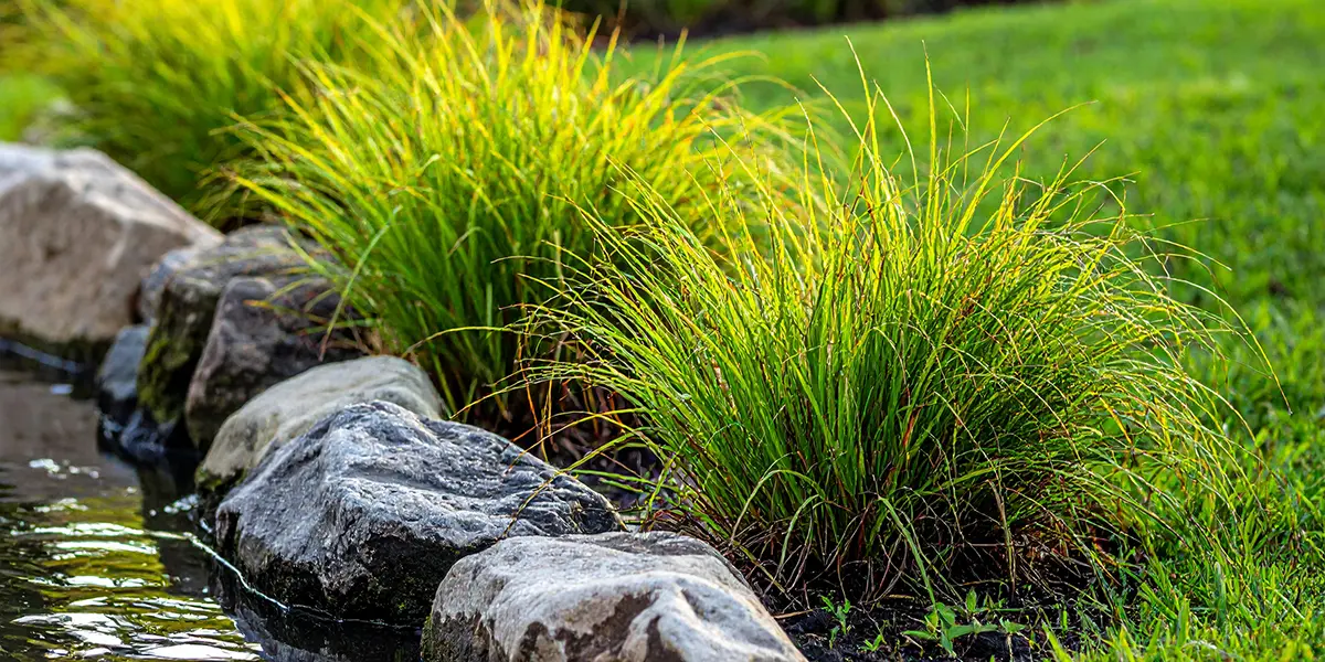Juncus Grass — Sarasota Design & Care Guide