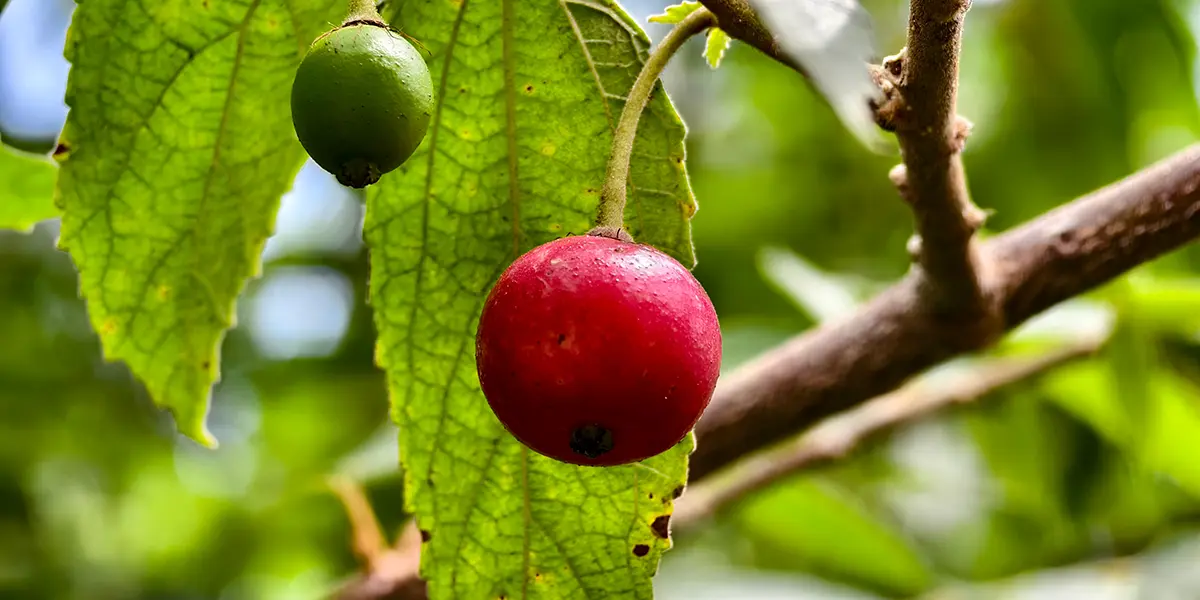 Jamaican Cherry (Muntingia calabura) in Florida | Care & Uses
