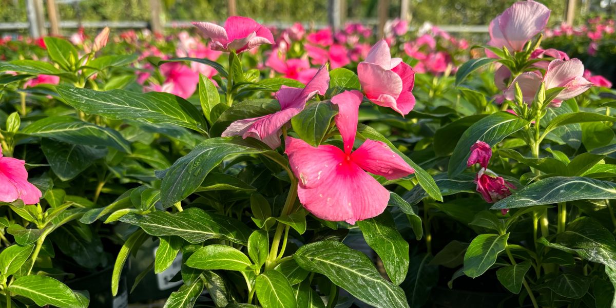 Vinca in Sarasota Winter: Cora XDR ‘Orchid’ & ‘Deep Strawberry’
